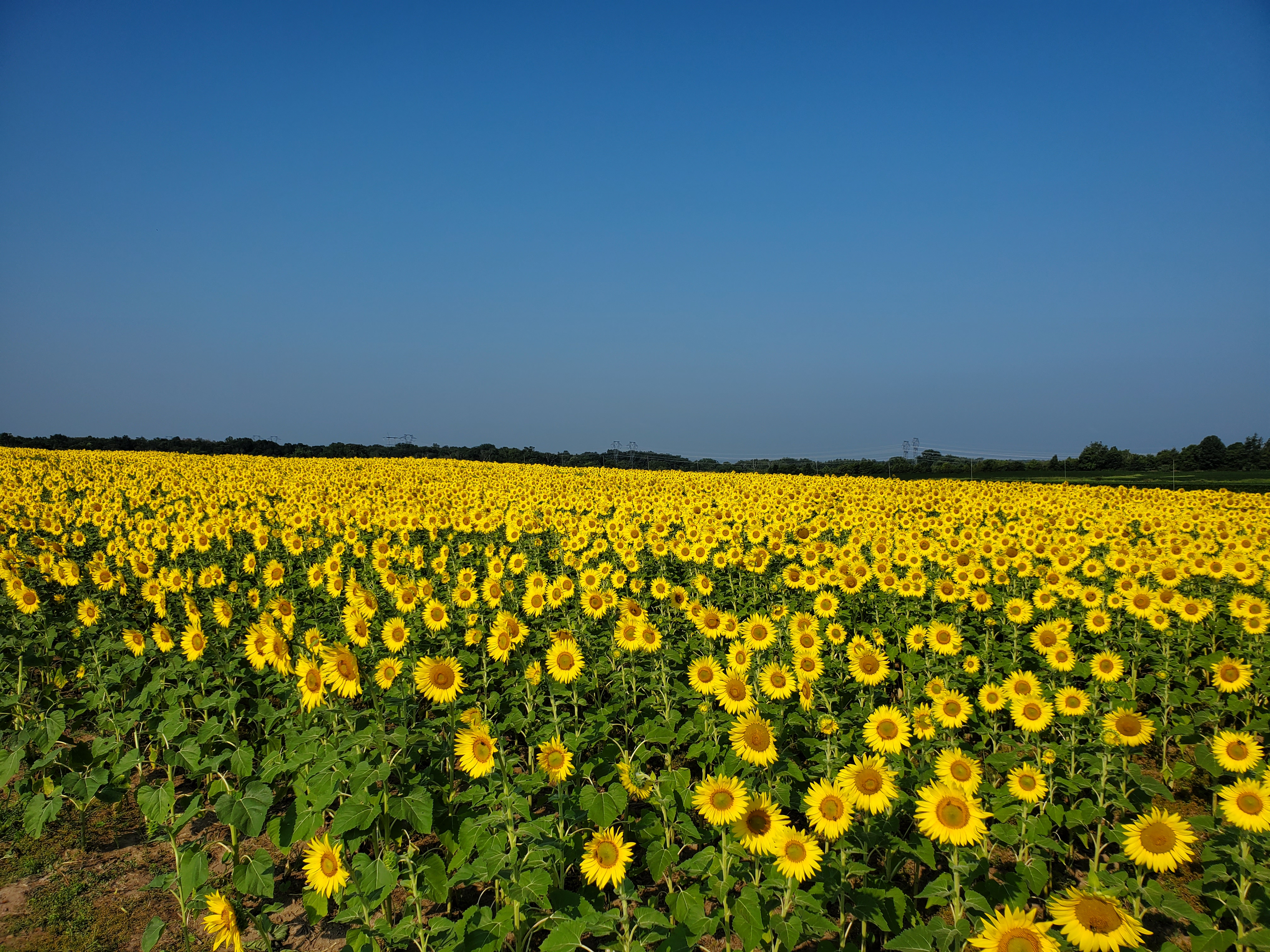 Burnside Farms - 2025 Summer of Sunflowers